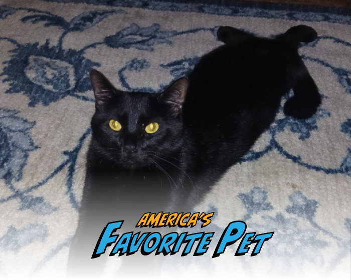 Simba | America's Favorite Pet