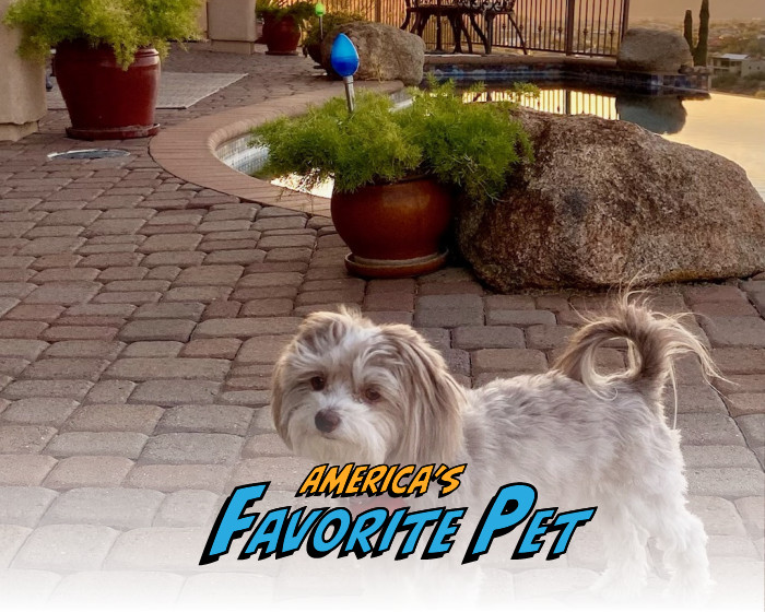 Freddie | America's Favorite Pet