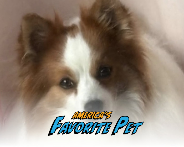 Pika | America's Favorite Pet