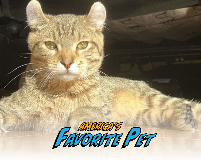 Milo | America's Favorite Pet