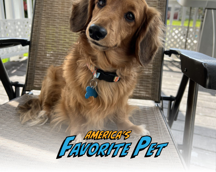 Scout | America's Favorite Pet