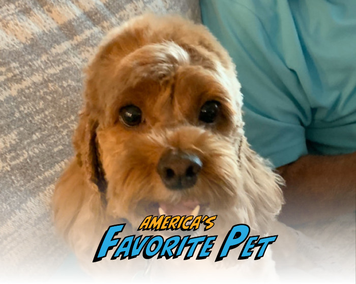 Cuzzie | America's Favorite Pet