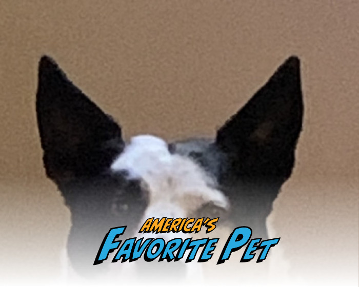 Pika | America's Favorite Pet