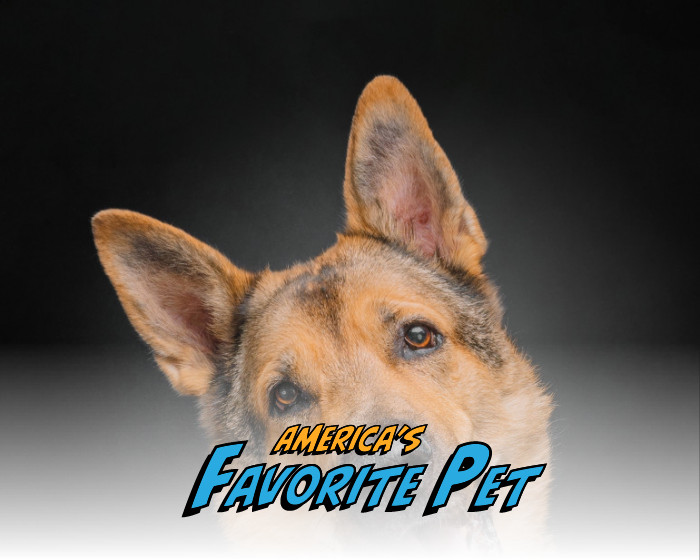 Diesel | America's Favorite Pet