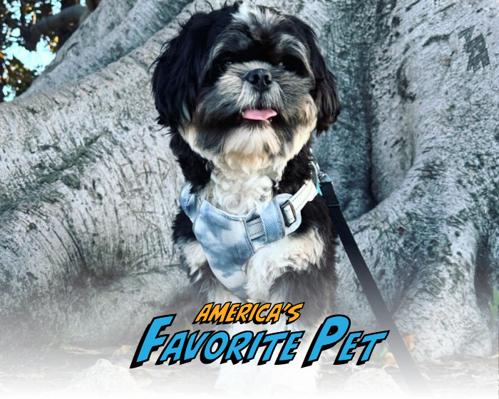 Milo | America's Favorite Pet