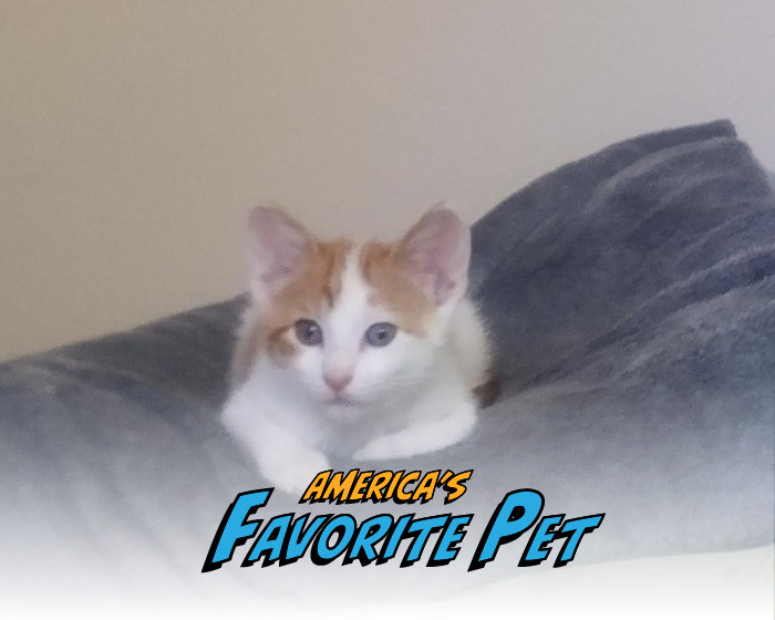 Zeeke | America's Favorite Pet