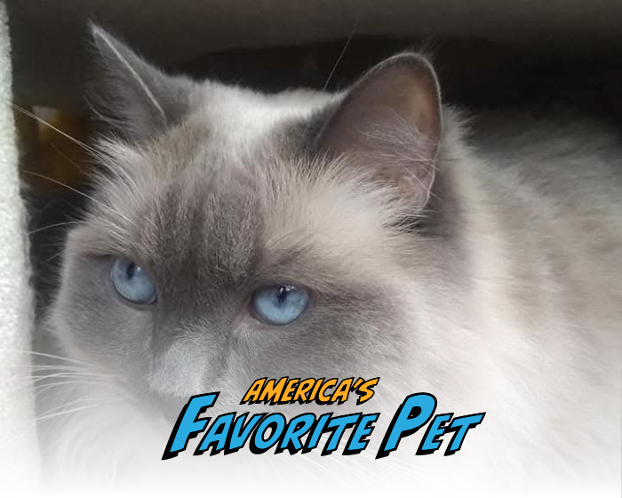 Venice | America's Favorite Pet