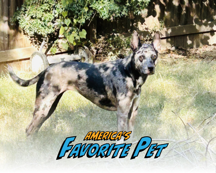 Furlock Bones | America's Favorite Pet