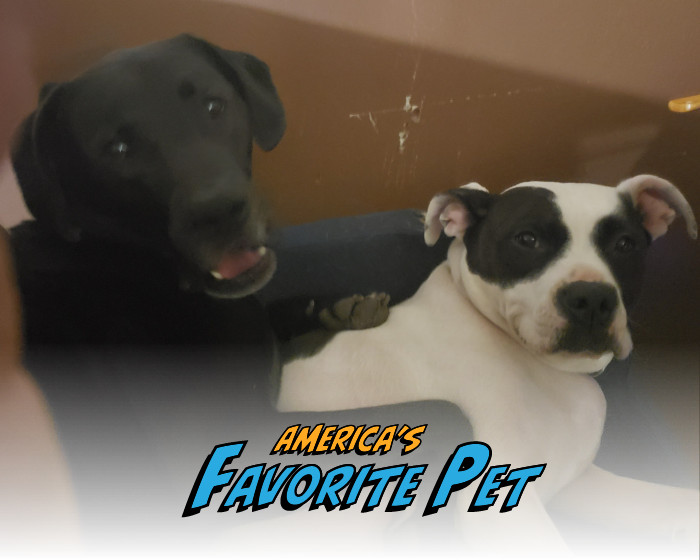 Moo-cow & Sargeant | America's Favorite Pet