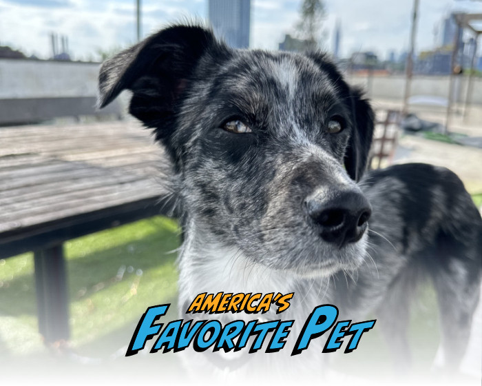 Nixon | America's Favorite Pet