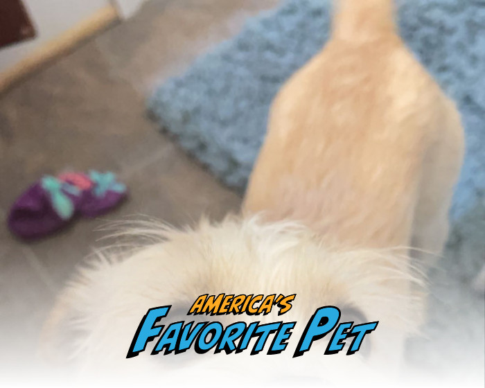 Milo | America's Favorite Pet