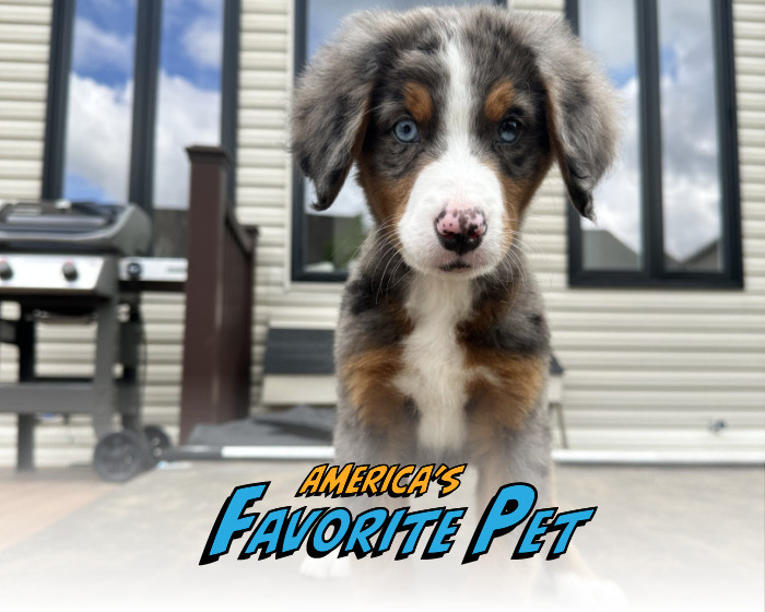 Reese | America's Favorite Pet