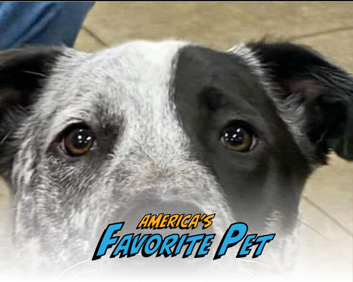 Oreo | America's Favorite Pet
