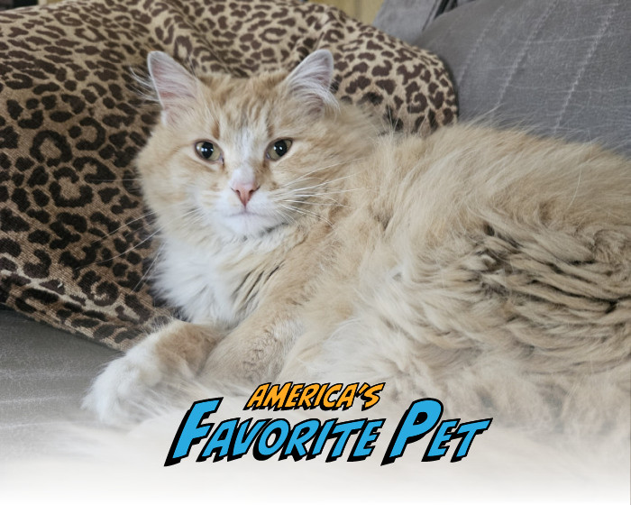 Greta | America's Favorite Pet