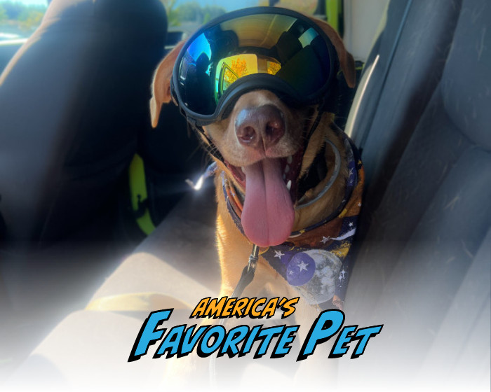 Willy | America's Favorite Pet
