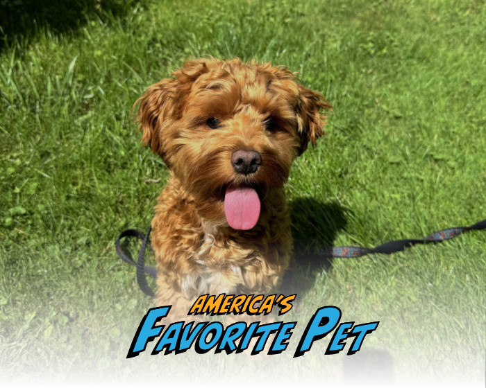 Milo | America's Favorite Pet