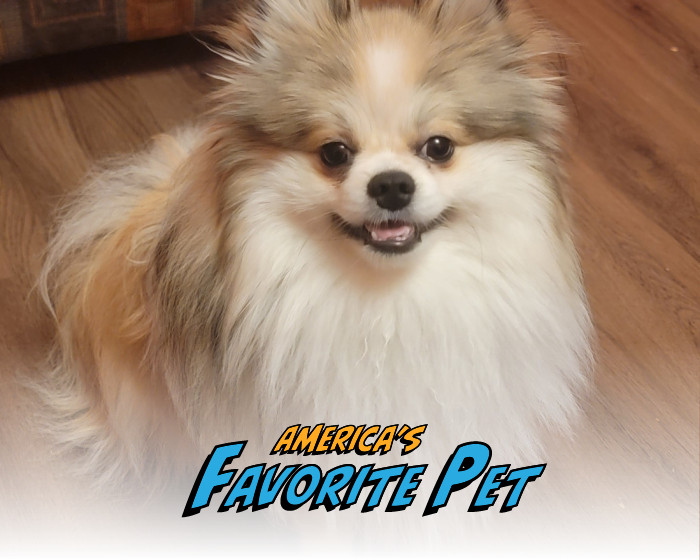 Milo | America's Favorite Pet