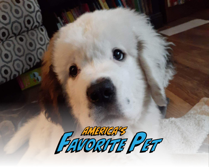 Cooper | America's Favorite Pet