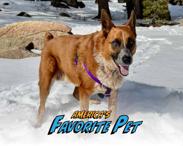 Bernie | America's Favorite Pet