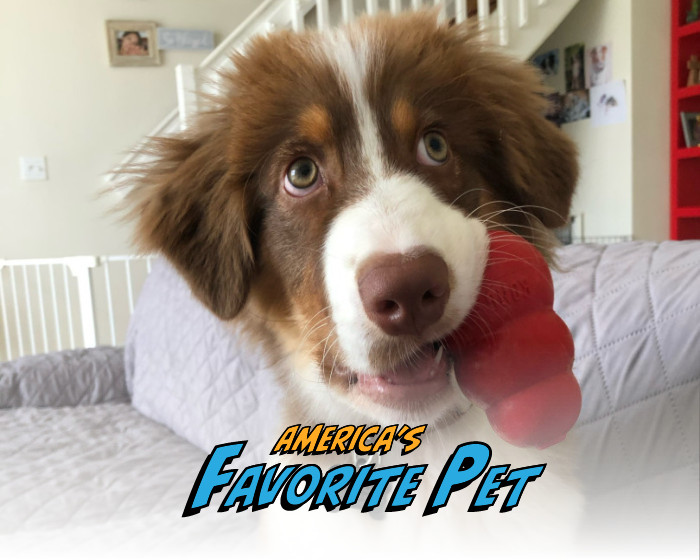 Milo | America's Favorite Pet