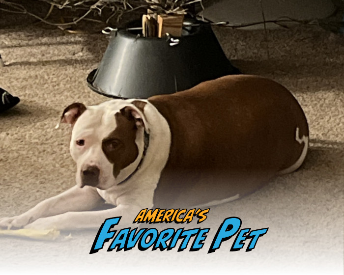 Molly | America's Favorite Pet