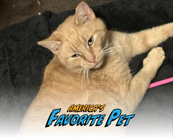 Poppy | America's Favorite Pet