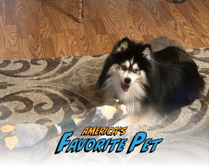 Argos | America's Favorite Pet