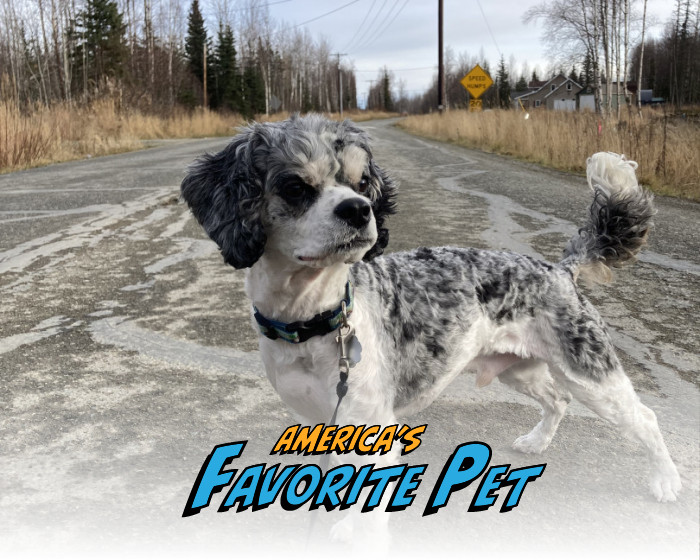 Zeus | America's Favorite Pet