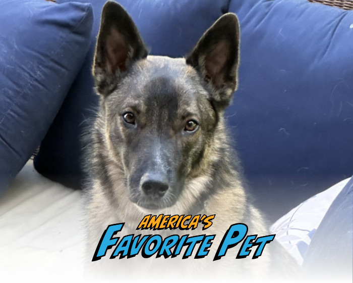 Zeus | America's Favorite Pet