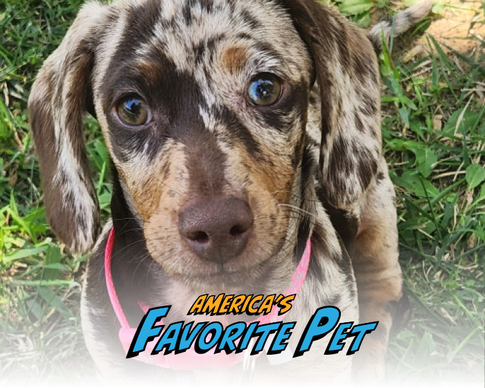 Millie Bug | America's Favorite Pet