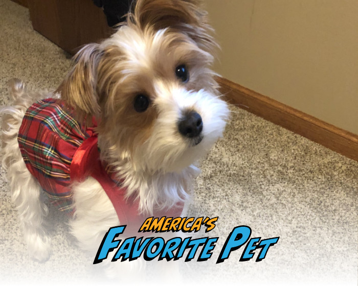 Mable | America's Favorite Pet