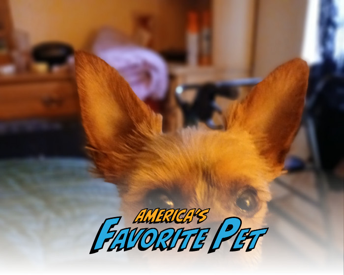 Callie | America's Favorite Pet
