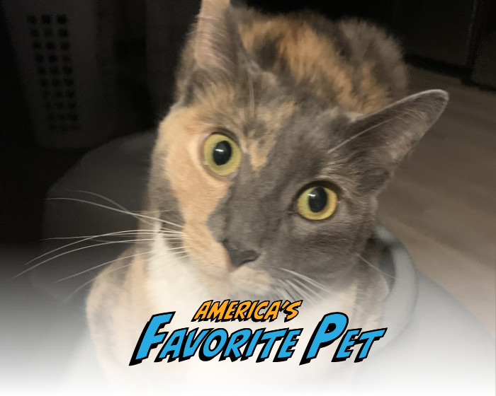 Capri | America's Favorite Pet