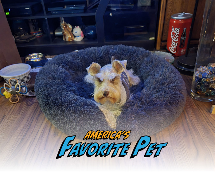 Sir Robert McWhiskers aka Bob | America's Favorite Pet