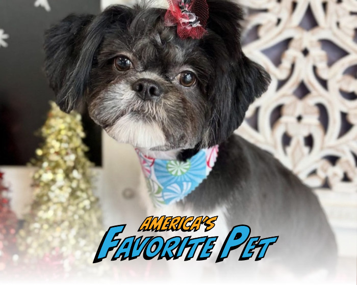 Luna | America's Favorite Pet