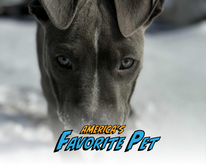 Fury | America's Favorite Pet