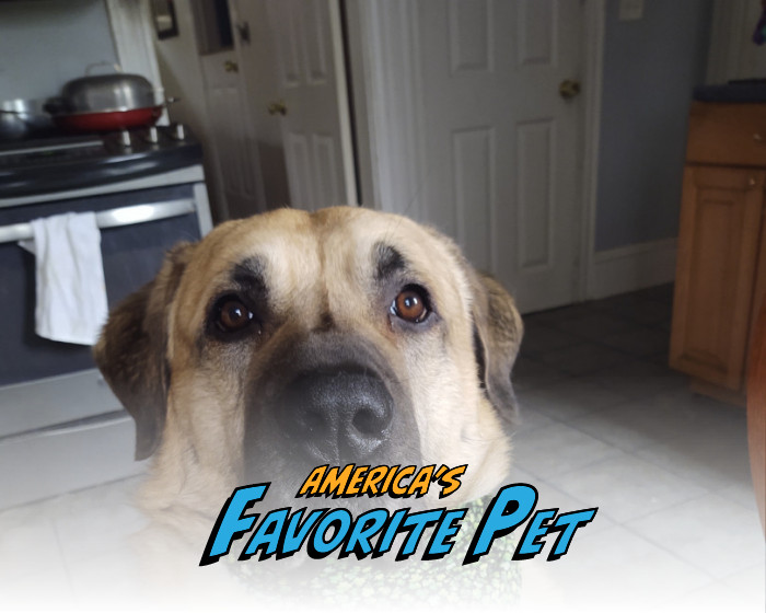 Gronk | America's Favorite Pet