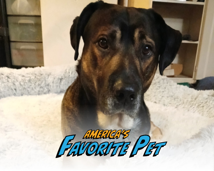 Chester | America's Favorite Pet