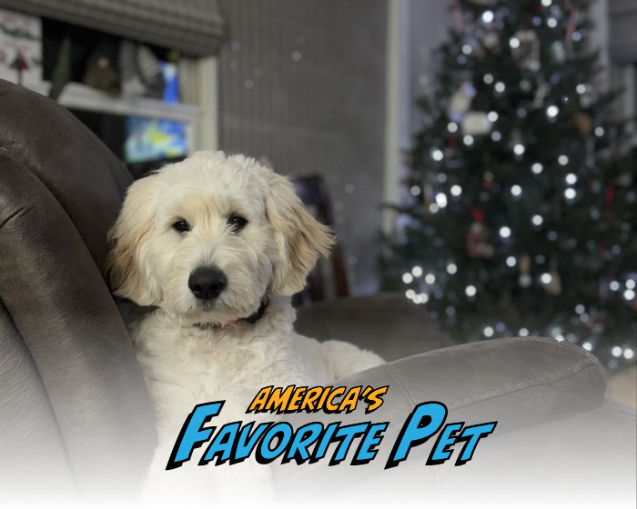 Ruby America S Favorite Pet