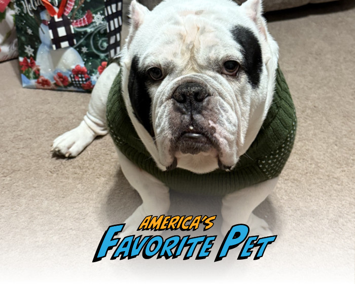 Bobo | America's Favorite Pet