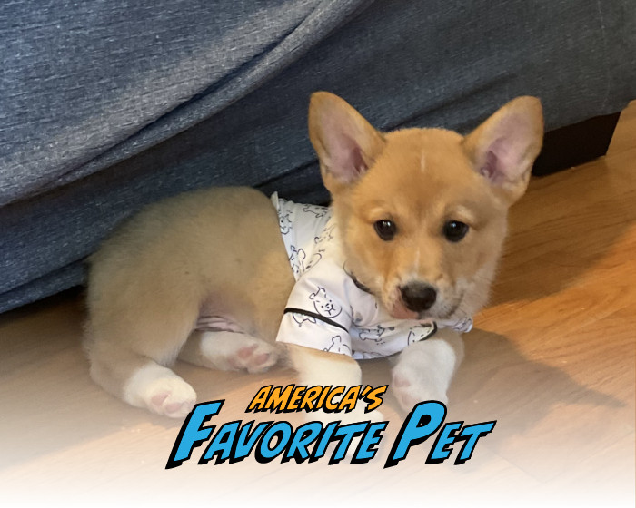 Toby | America's Favorite Pet
