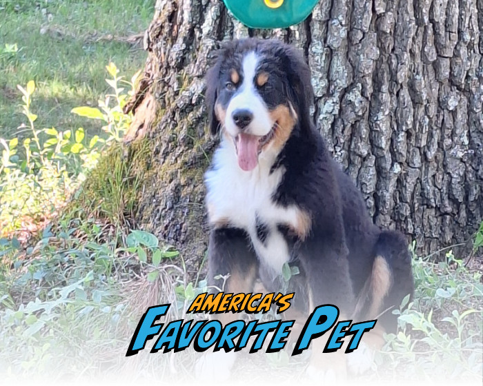 Lilly | America's Favorite Pet