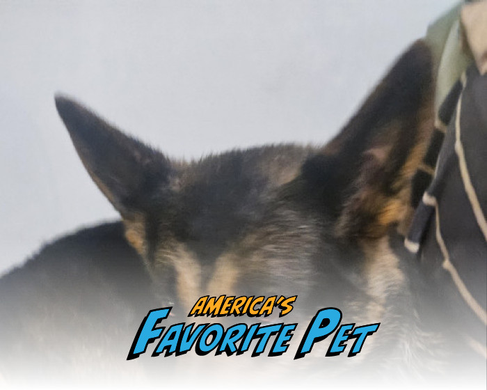 Riley | America's Favorite Pet
