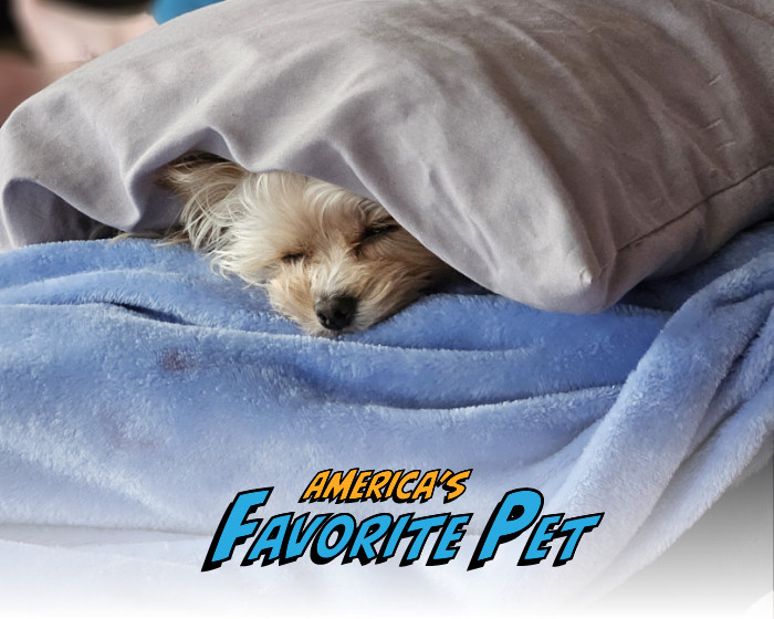 DOOBIE | America's Favorite Pet