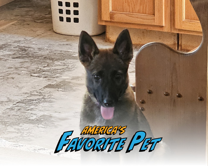 Nala | America's Favorite Pet