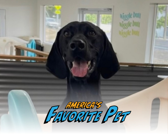 Trump | America's Favorite Pet