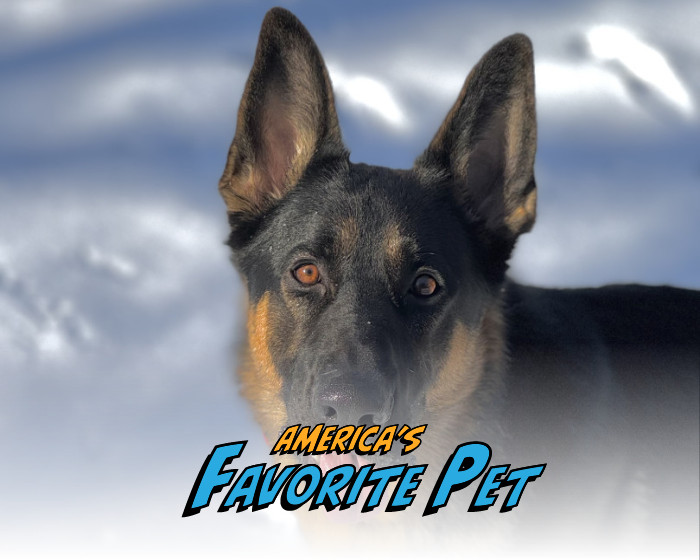 Kaiser | America's Favorite Pet