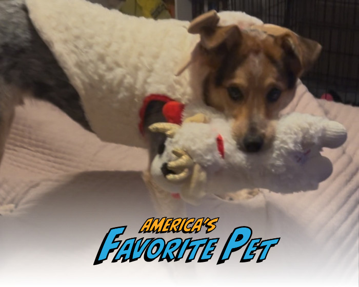 Milo | America's Favorite Pet