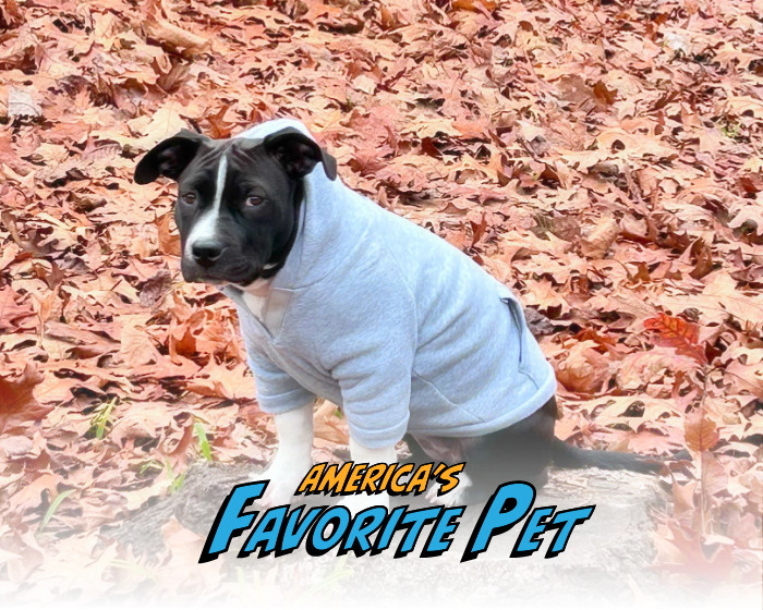 Mazzy A-roara Star Anderson | America's Favorite Pet