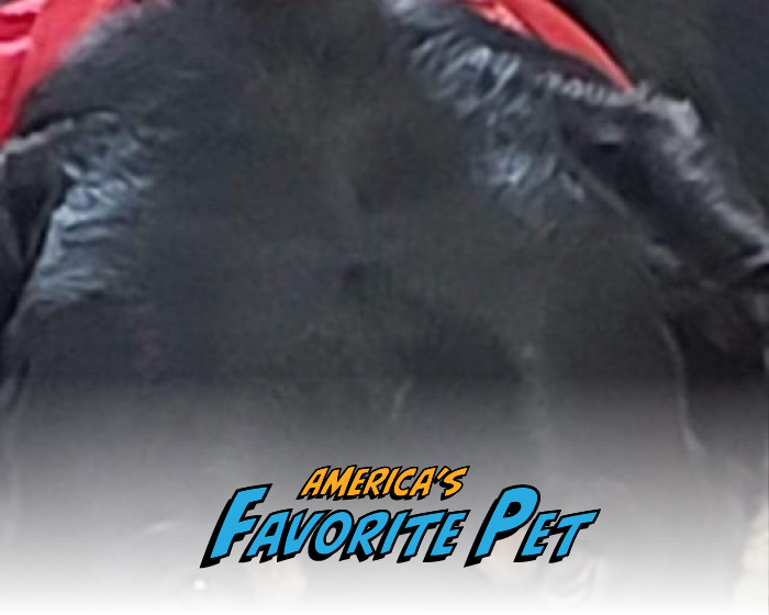 Milo | America's Favorite Pet